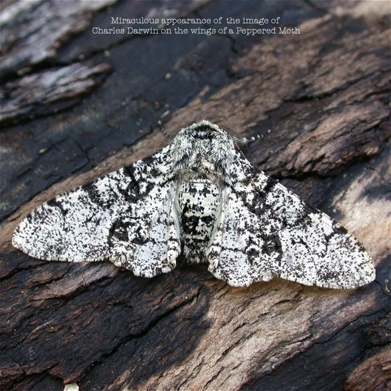 Miraculous Appearance of Charles Darwin on the Wings of a Peppered Moth ...
